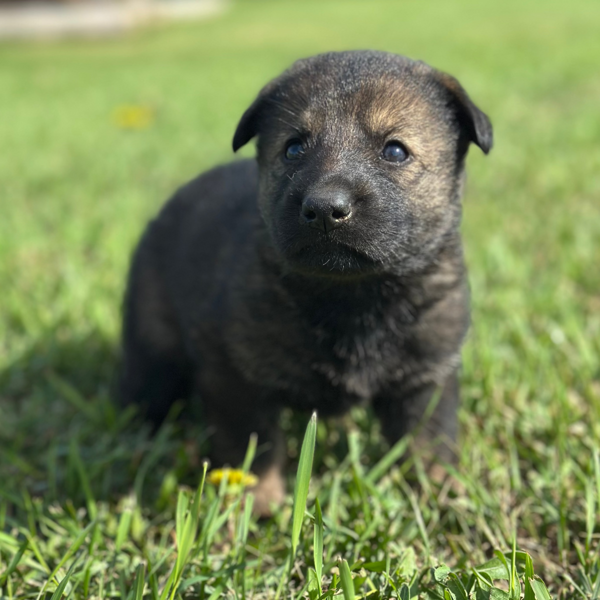 Ivanka – Spartan Shepherds