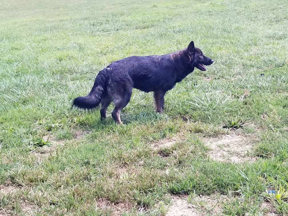 Nova – Spartan Shepherds