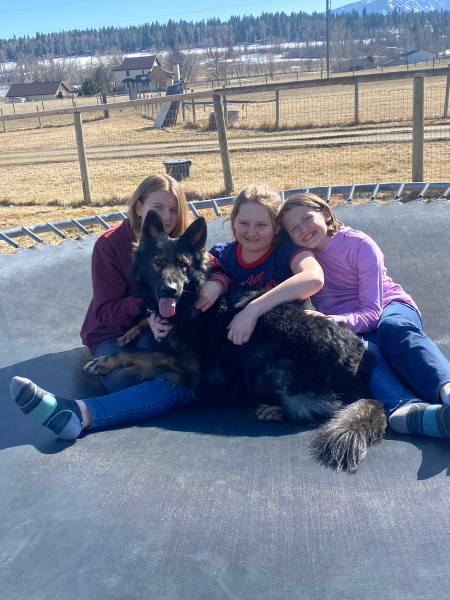 Kobe – Spartan Shepherds