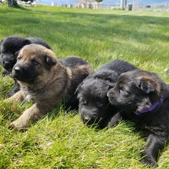 German Shepherd Puppies | Spartan | Home – Spartan Shepherds