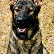 German Shepherd Puppies | Spartan | Home – Spartan Shepherds