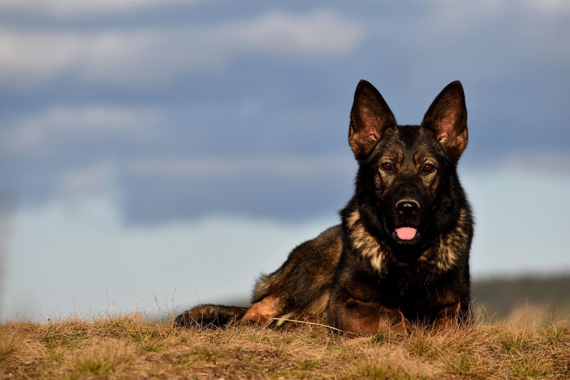 German Shepherd Puppies | Spartan | Home – Spartan Shepherds