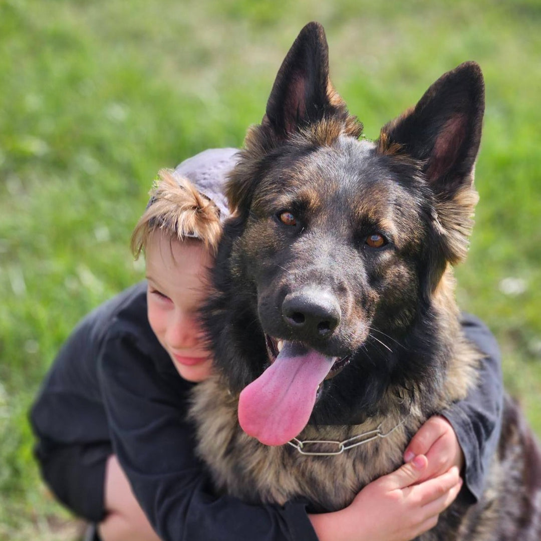 Our Dogs | Spartan Shepherds