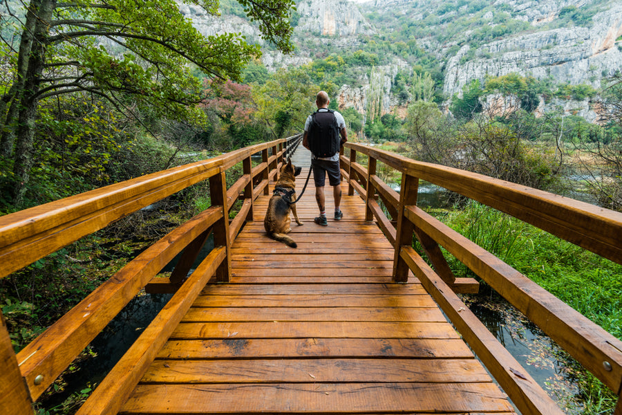 German Shepherd Puppies | Spartan | Home – Spartan Shepherds