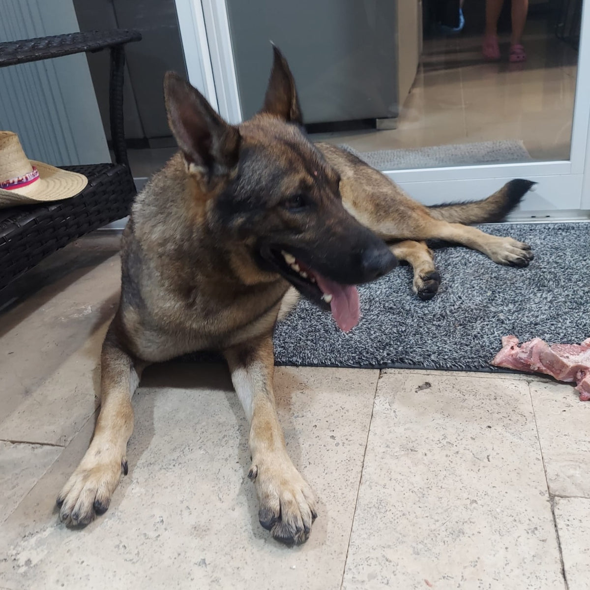 Echo – Spartan Shepherds