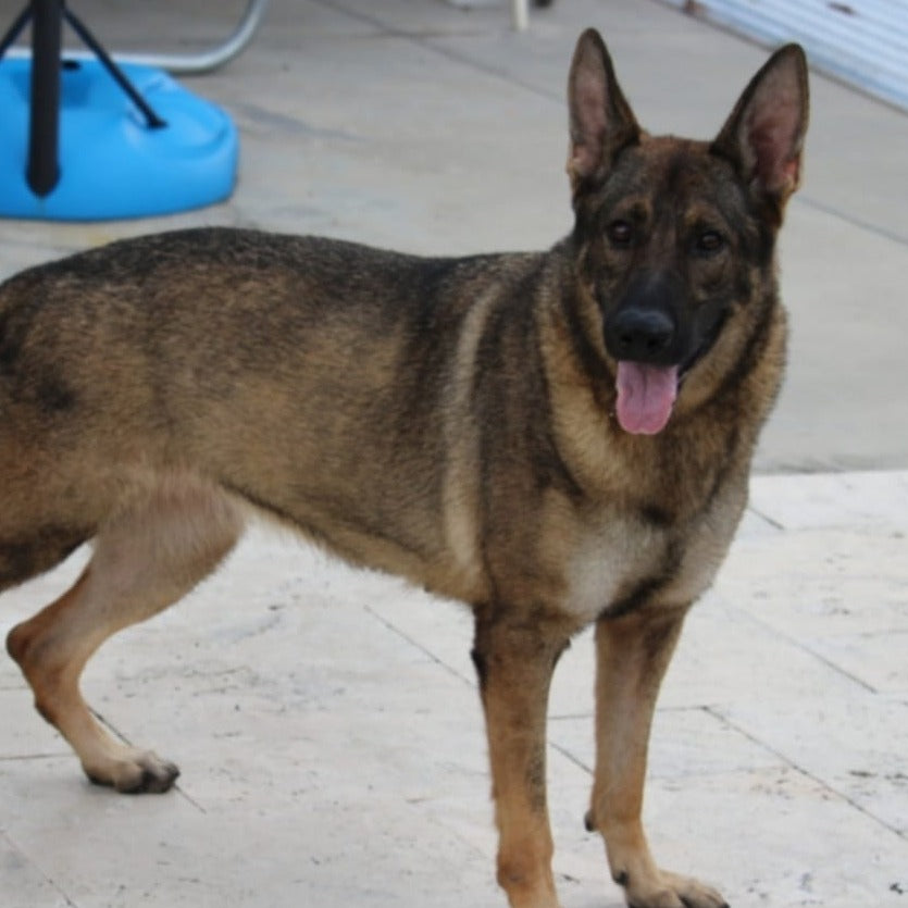 Echo – Spartan Shepherds