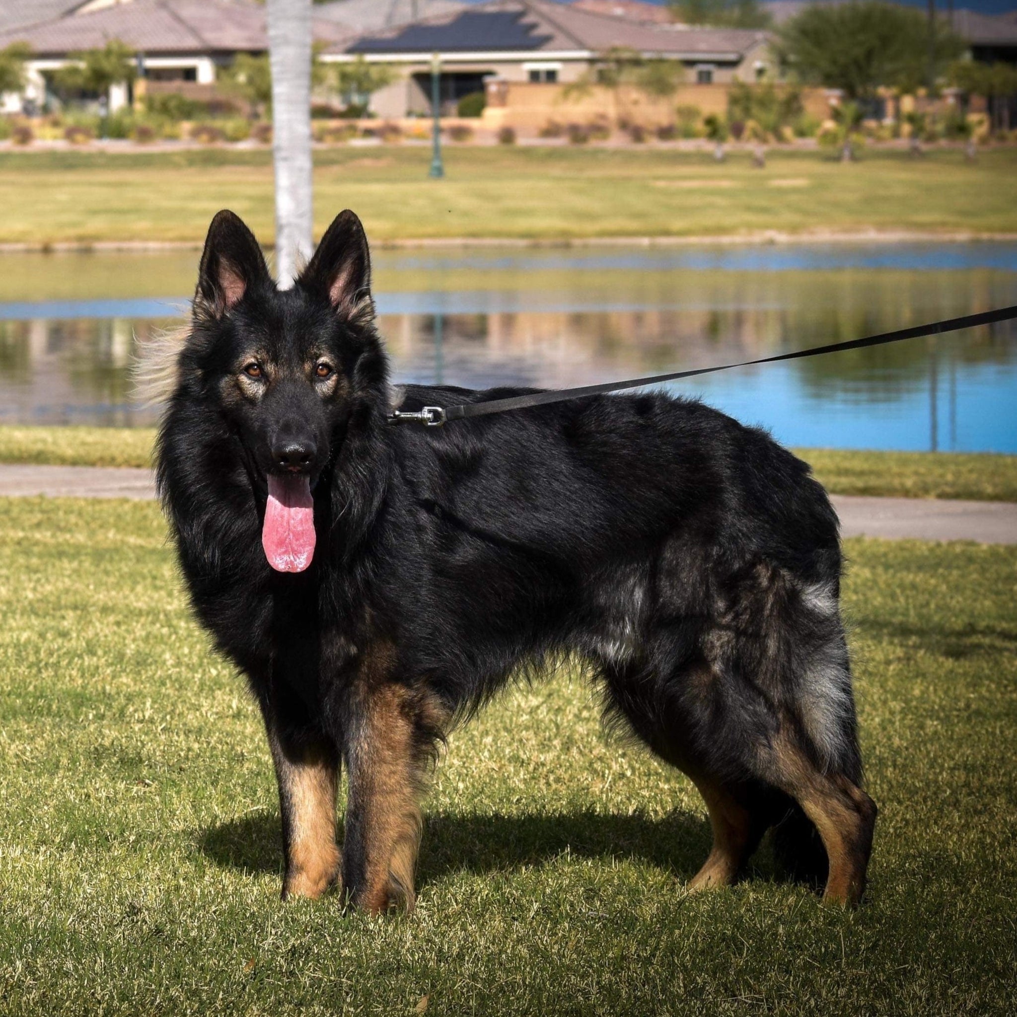 Kobe – Spartan Shepherds