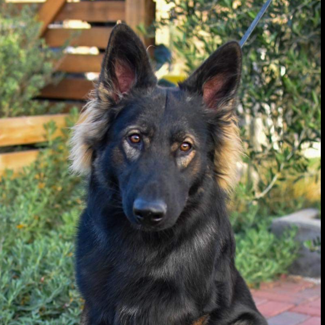 Kobe – Spartan Shepherds