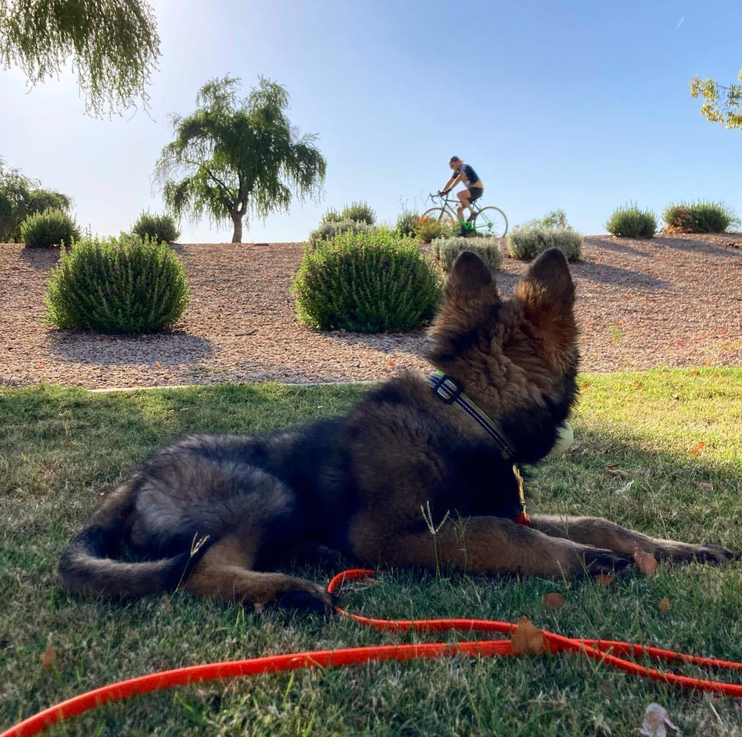 Kobe – Spartan Shepherds