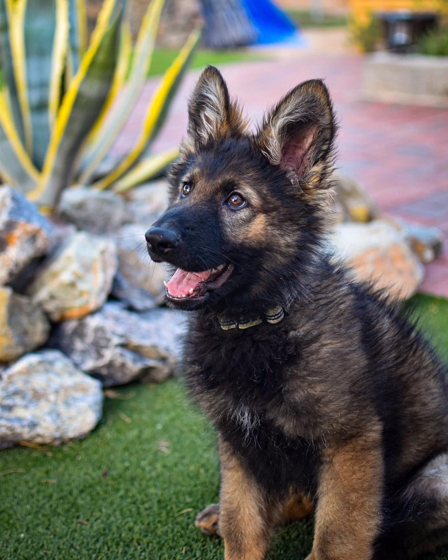 Kobe – Spartan Shepherds