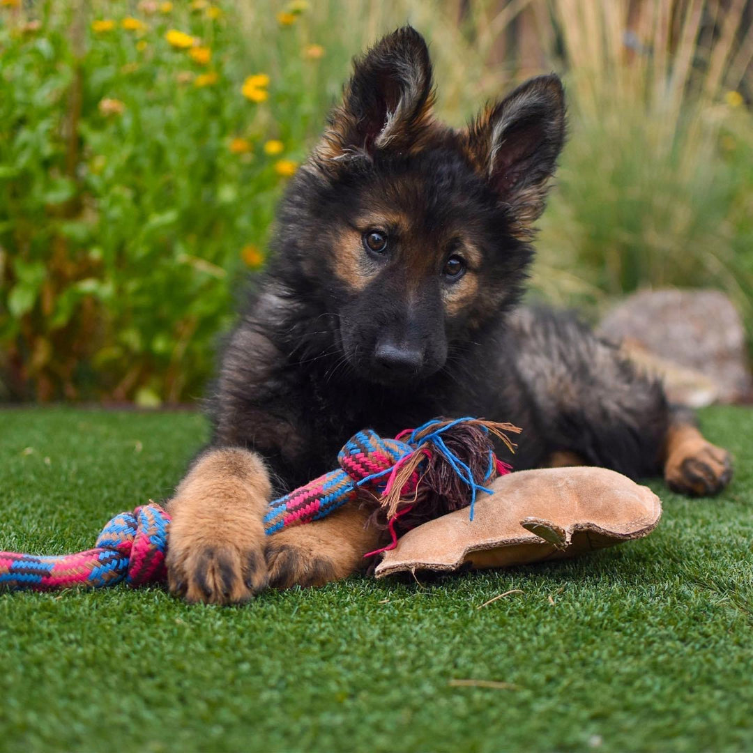 Kobe – Spartan Shepherds