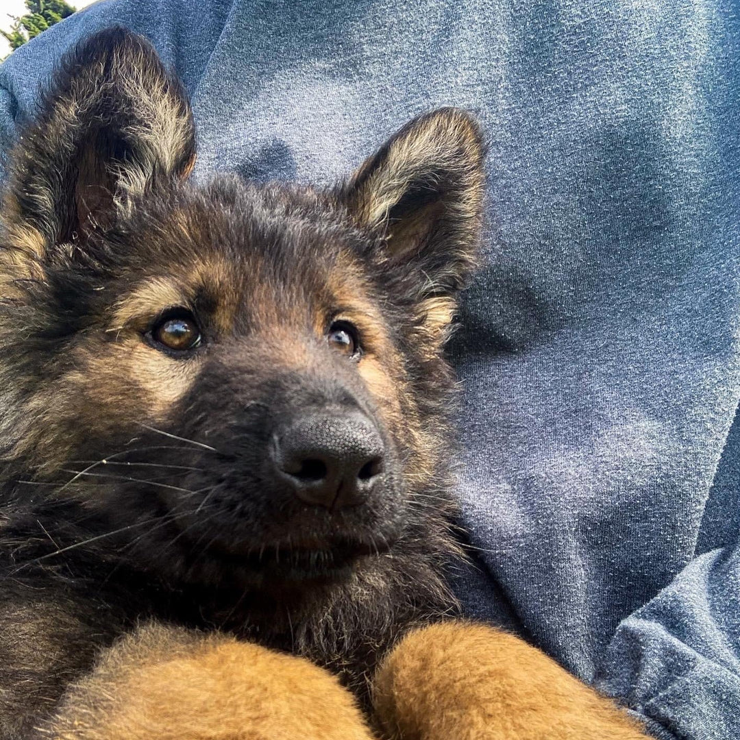 Kobe – Spartan Shepherds