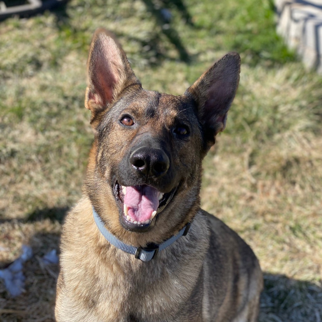 Echo – Spartan Shepherds