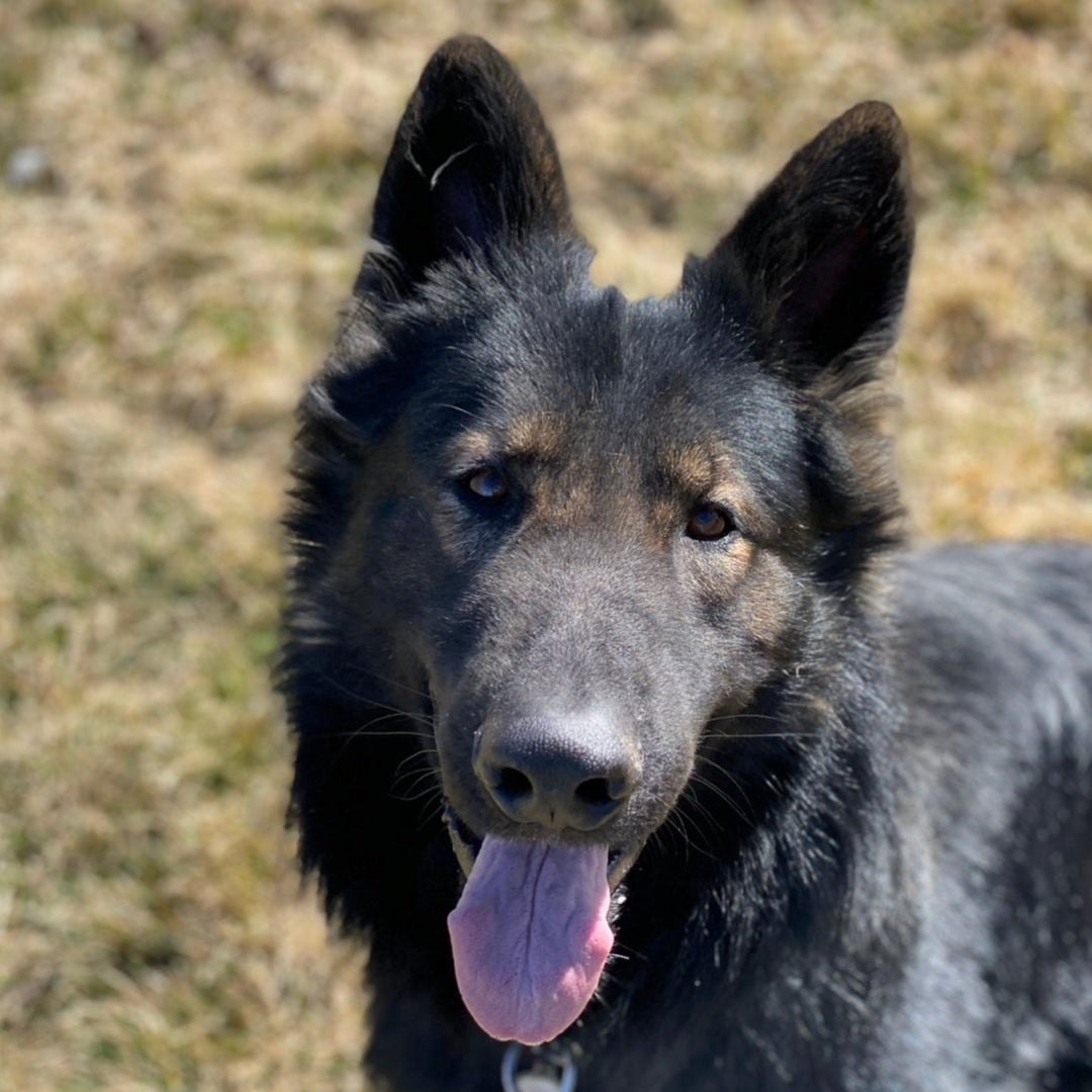 Kobe – Spartan Shepherds