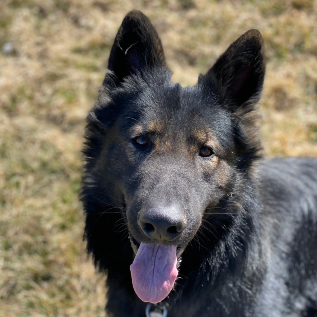 Kobe – Spartan Shepherds