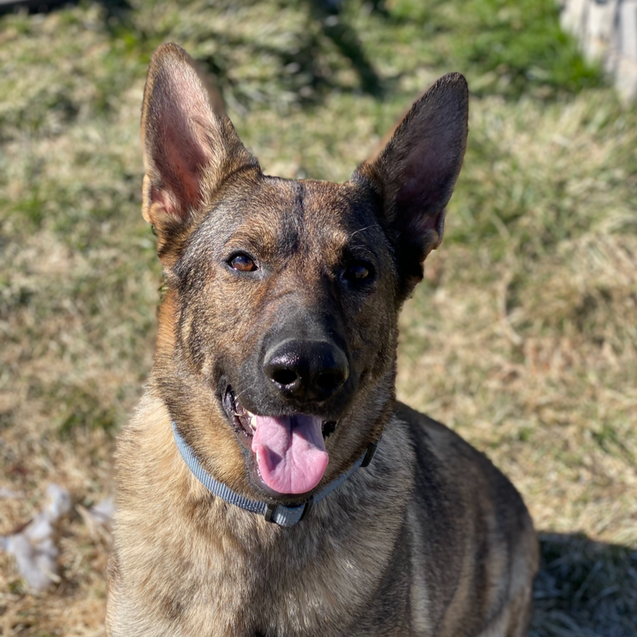 Our Dogs | Spartan Shepherds